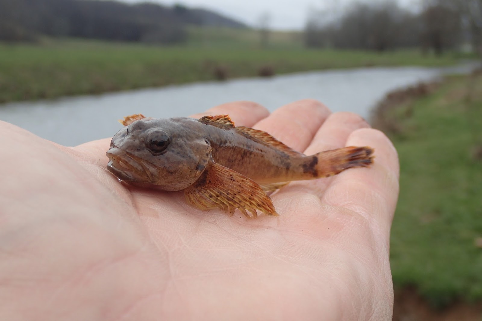 Most ugly looking fish? : r/Aquariums