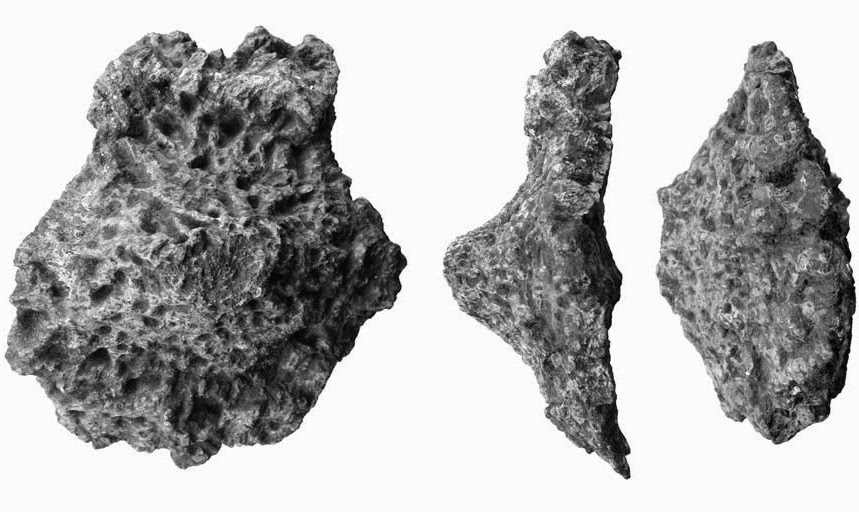 Prehistoric Beast of the Week: Saltasaurus: Prehistoric Animal of the Week