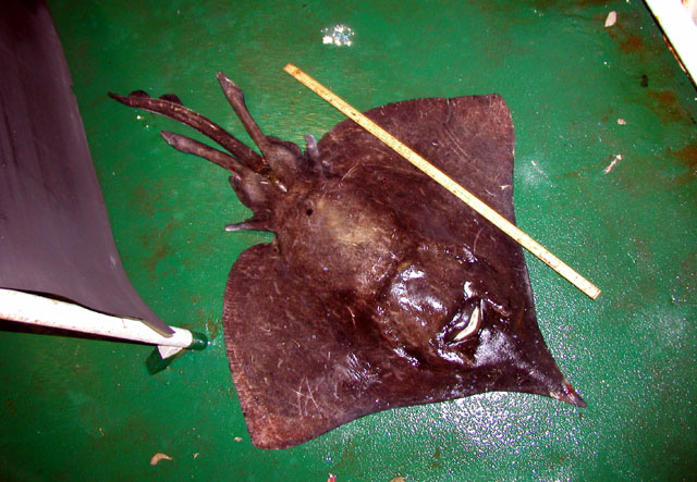 Artes de Pesca: VAMOS A PESCAR DIPTURUS