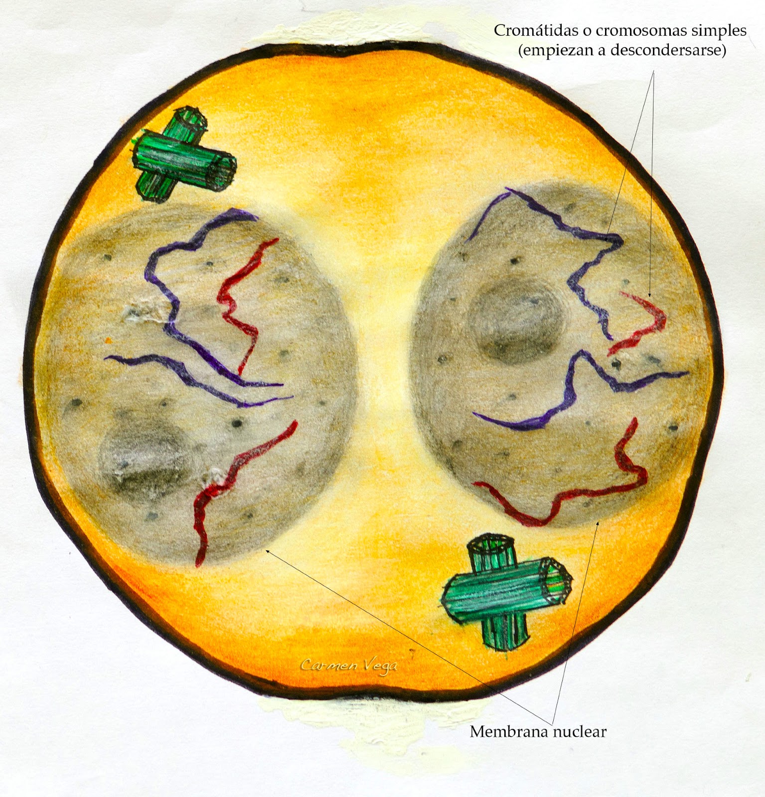 Departamento de Biología IES Laguna de Tollón: Multiplicación de las ...