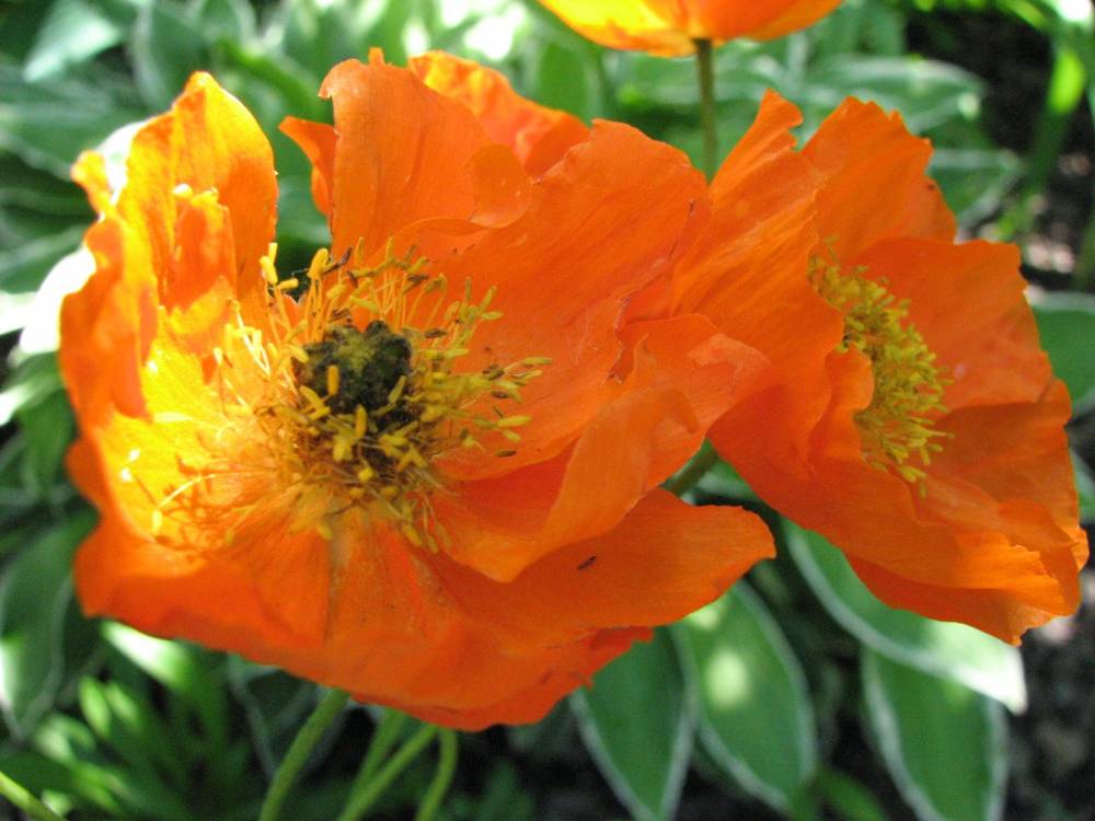 Kim Blair Artist: Reference Photo with Painting, Orange Ice,Kim Blair