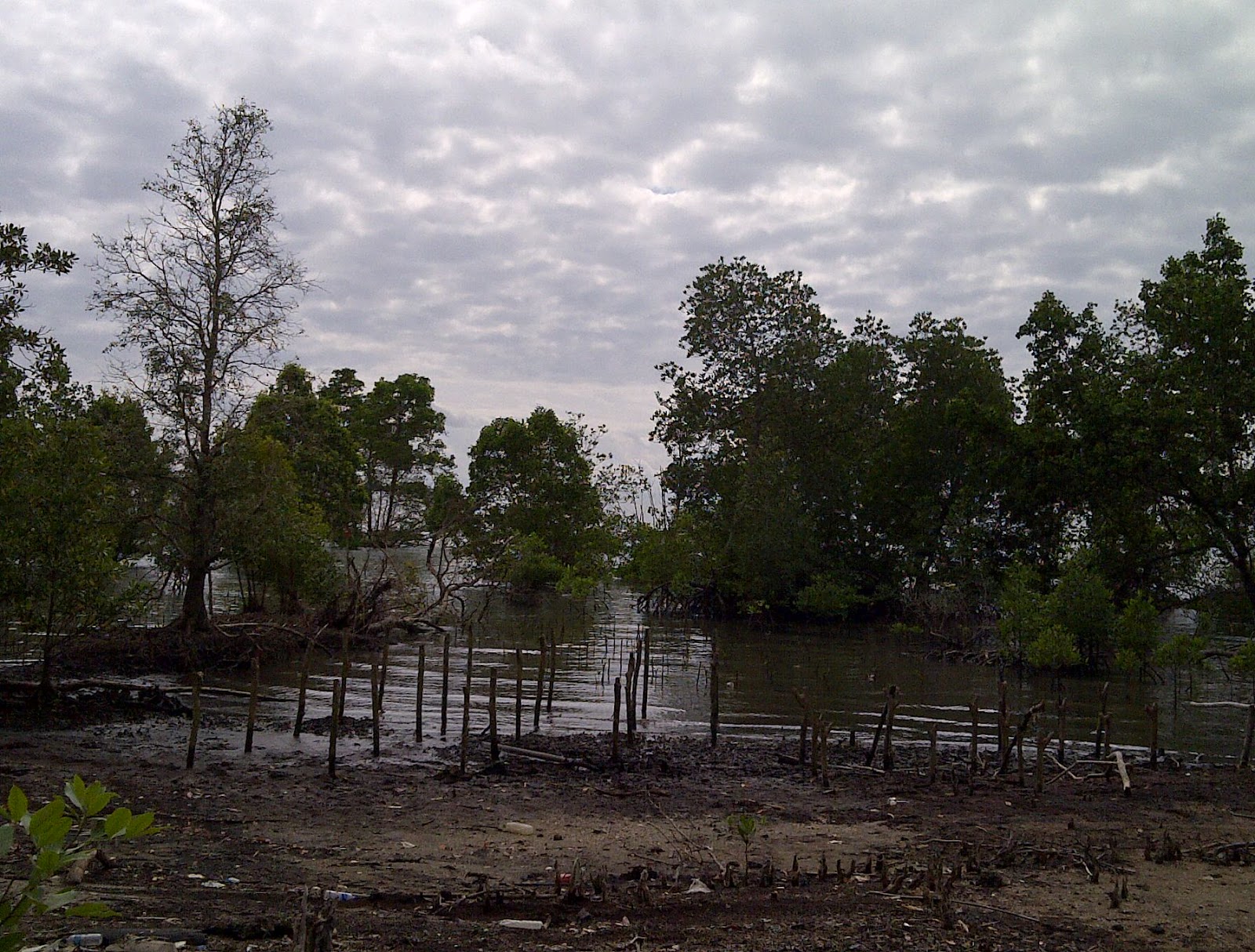 TALASETA: TAMAN NASIONAL RAWA AOPA WATUMOHAI
