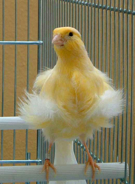 LOS CANARIOS DE POSTURA: Canarios Rizados (1)