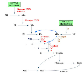 Medical-Review: Factor II Deficiency