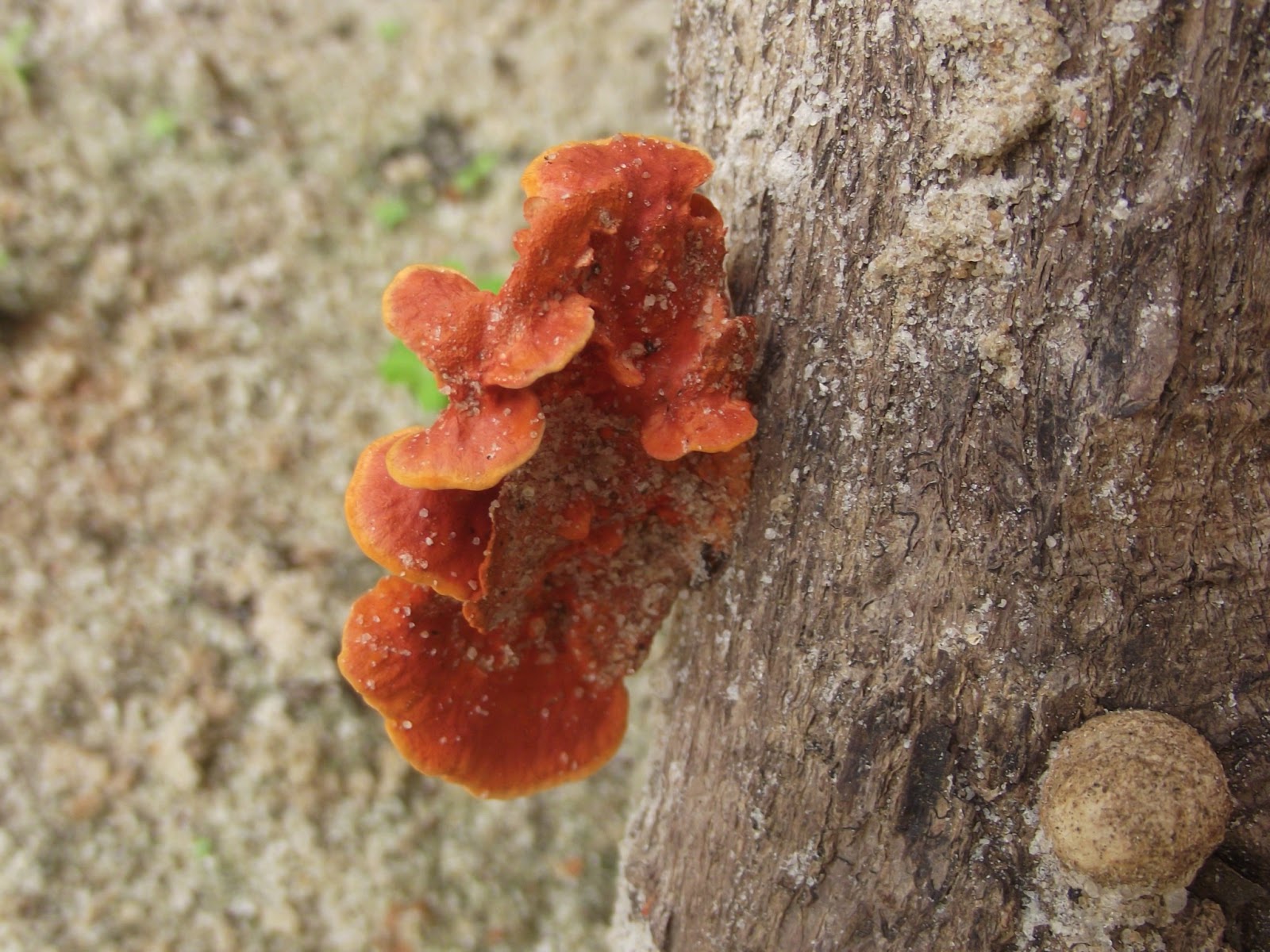 Orelha-de-pau (Pycnoporus sanguineus) | Mundo Biologia