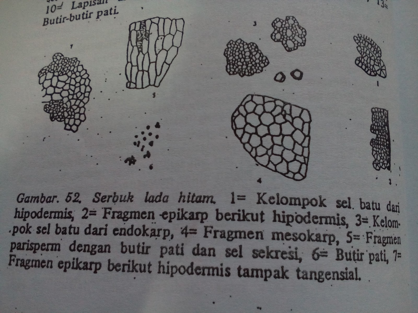 PIPERIS NIGRI FRUCTUS | F.NOSI MIKROSKOPIS