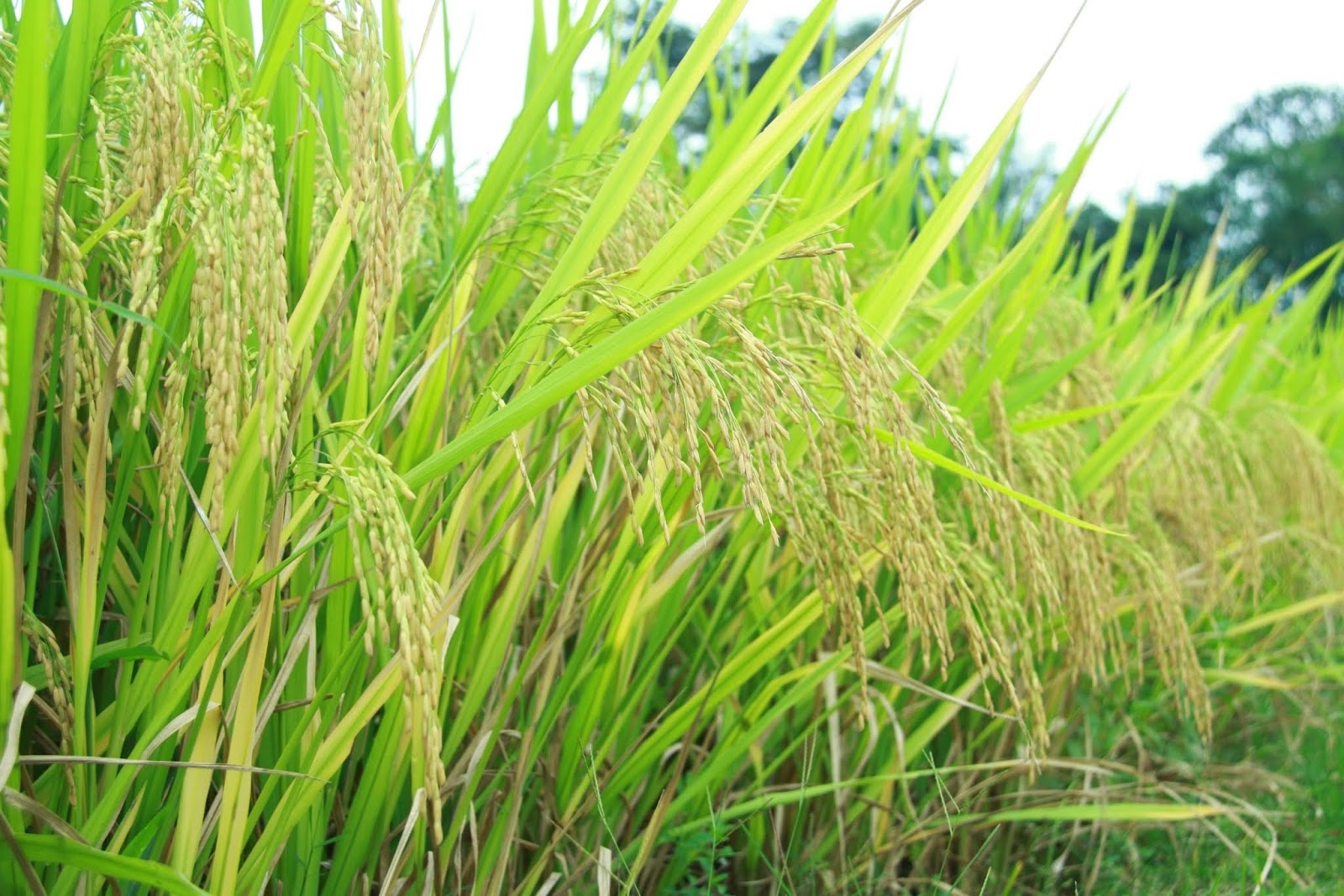 Mengenal 3 Jenis Padi Yang Dibudidayakan Di Indonesia - Jual Karung ...