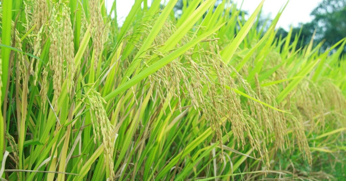 Mengenal 3 Jenis Padi Yang Dibudidayakan Di Indonesia - Jual Karung ...