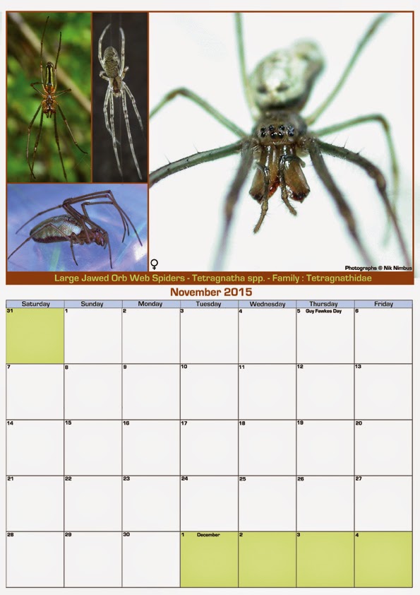 Arachnerds: Spiders Calendar 2015