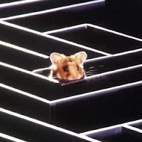 Universo Animal: ¿Las ratas entienden causa y efecto?