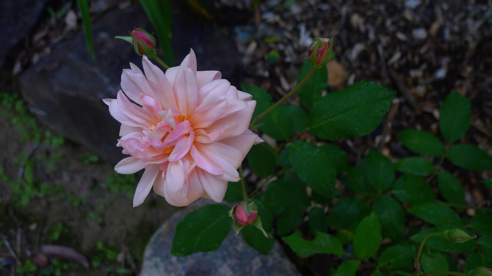 Lavender and Vanilla; Friends of the Gardens: Roses mere Roses; October ...