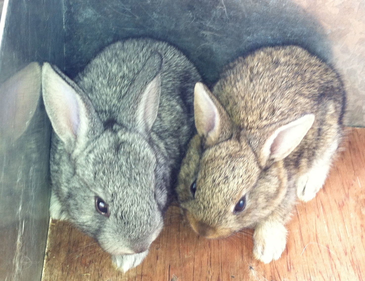 Scurvy Elephant Farm: Rabbit Breeding Experiment