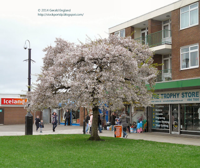 Stockport Daily Photo: Spring comes to Woodley