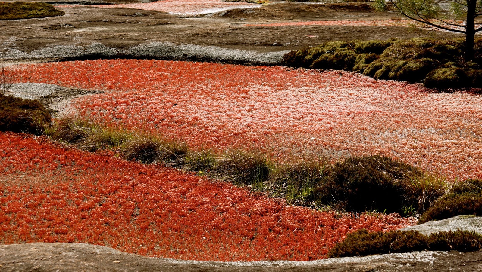 Butterstone : Heggie's Rock