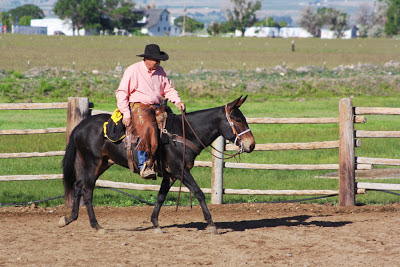 PairADice Mules: High Selling Mules