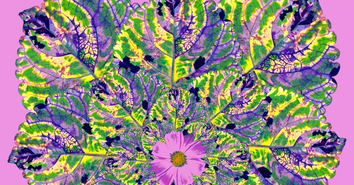 Enid's Things: Coleus Quilt