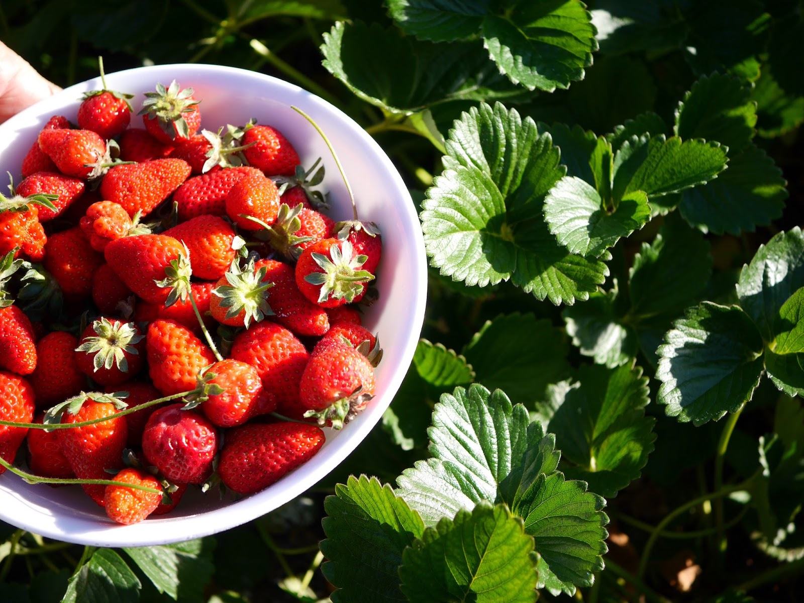 Foods For Long Life: 12 Healthy And Delicious Things To Do With Fresh ...