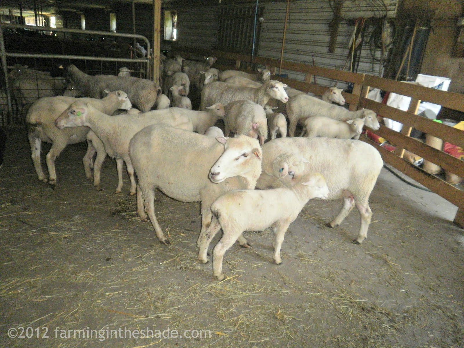 Deworming Sheep