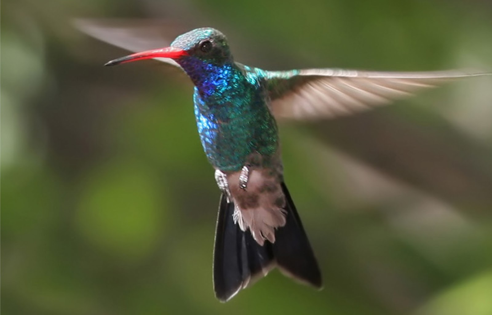 Hummingbird Wallpaper