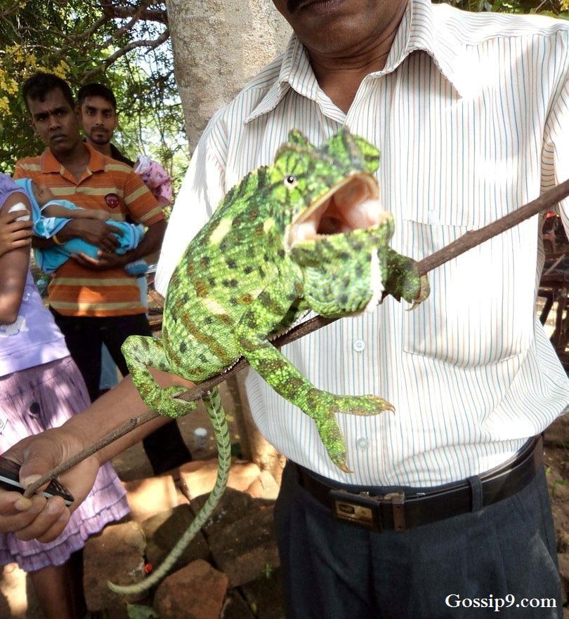 Lanka Gossip Site: ගල්ගමුවෙන් හමුවූ බෝදිලිමා