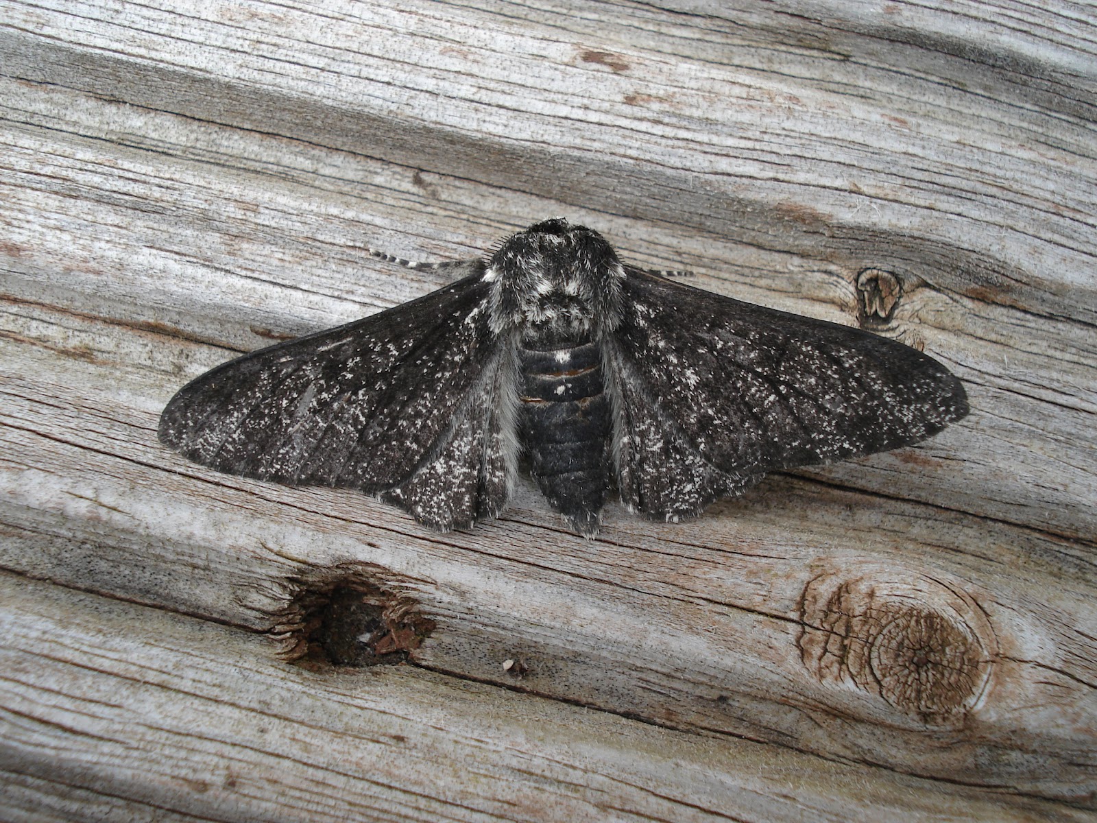 Glamorgan Moth Recording Group: County List - Macros