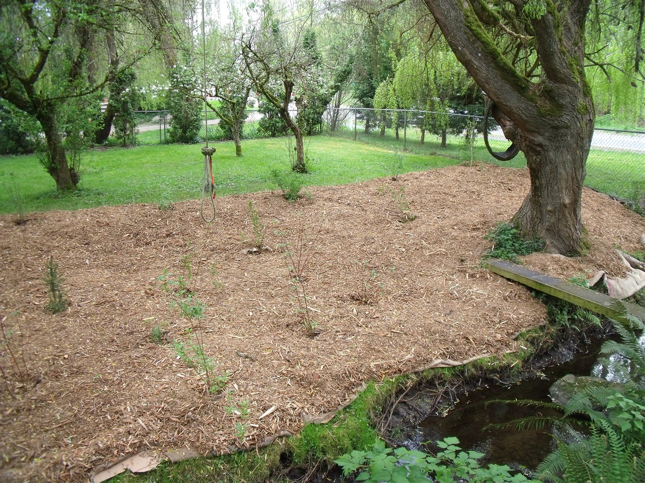 Little Swamp Creek: Streamside planting update