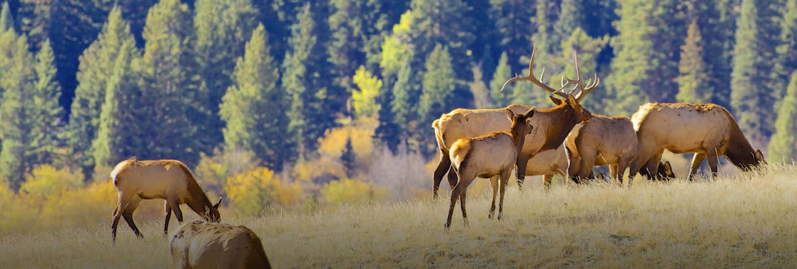 Western Fictioneers: The Elk