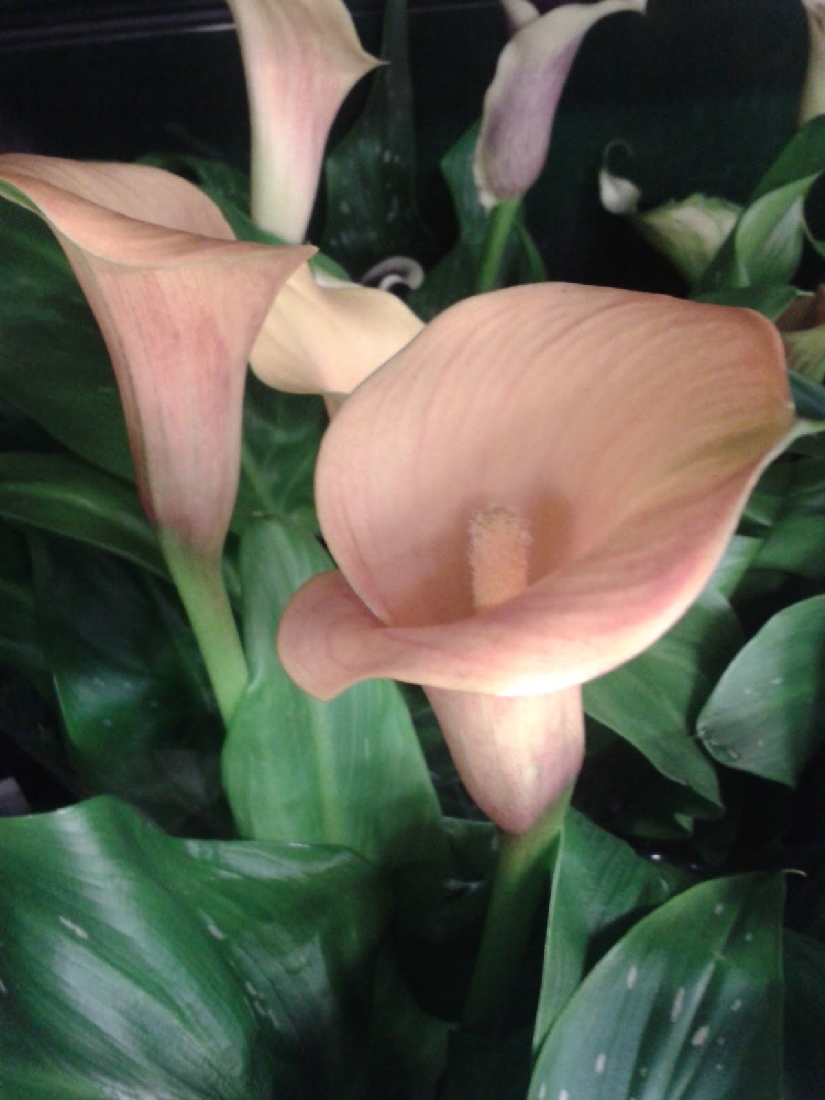 Mil flores: Cala "Lirio de Agua"