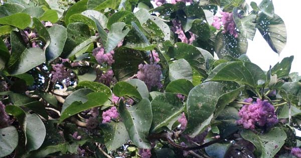 Toowoomba Plants: Giant Stinging Tree
