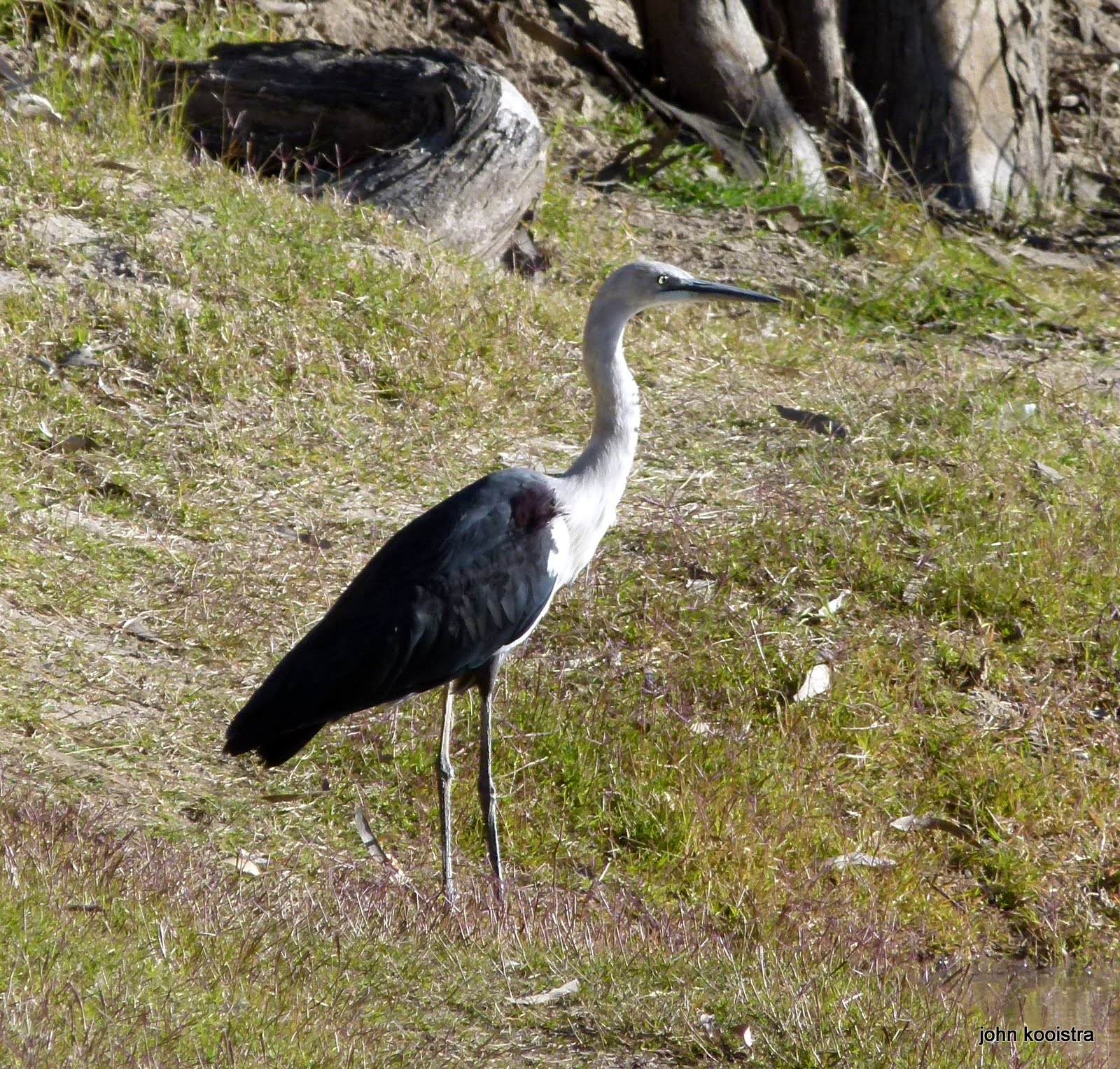 QUEENSLAND BIRDER - Birds and the natural world at home and away ...
