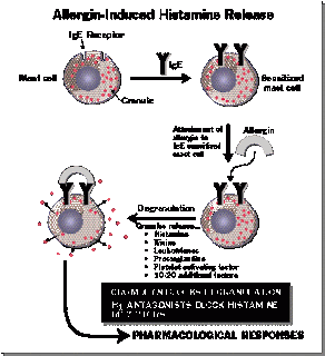 Pink Cadbury: Allergy and Histamines - What they are…What they cause