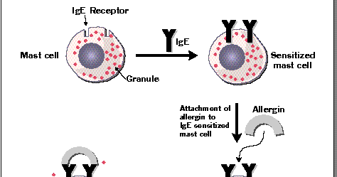 Pink Cadbury: Allergy and Histamines - What they are…What they cause