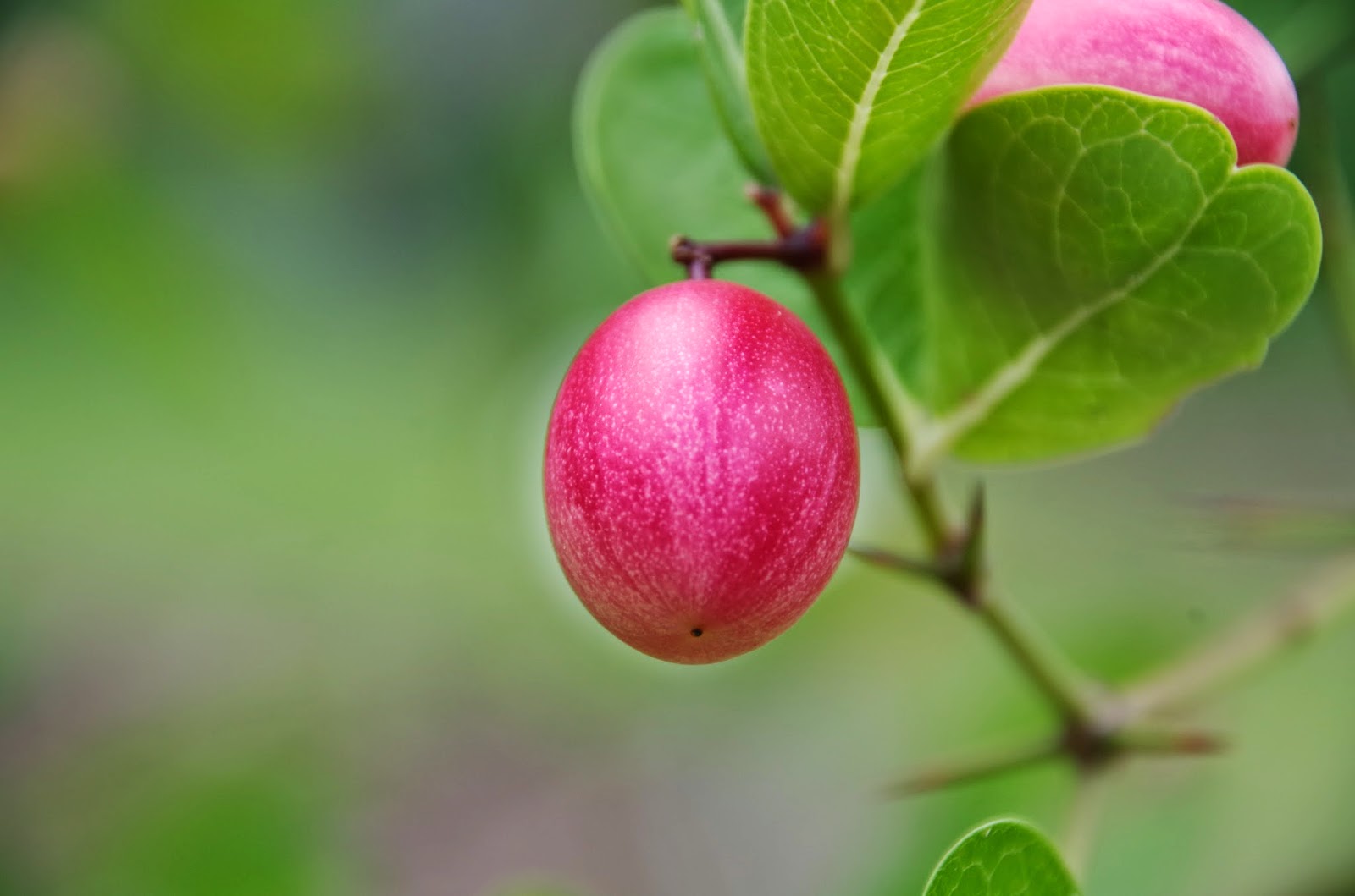 Trees and Plants: Karonda (Carissa Carandas)