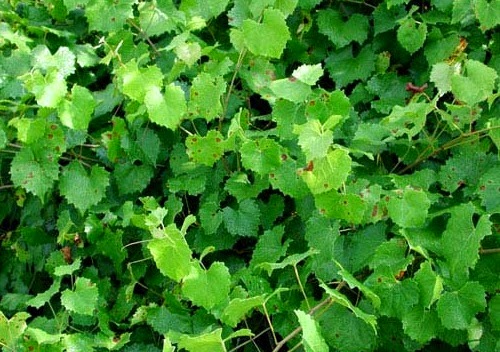 Trees Planet: Vitis vulpina - Frost Grape - Fox Grape