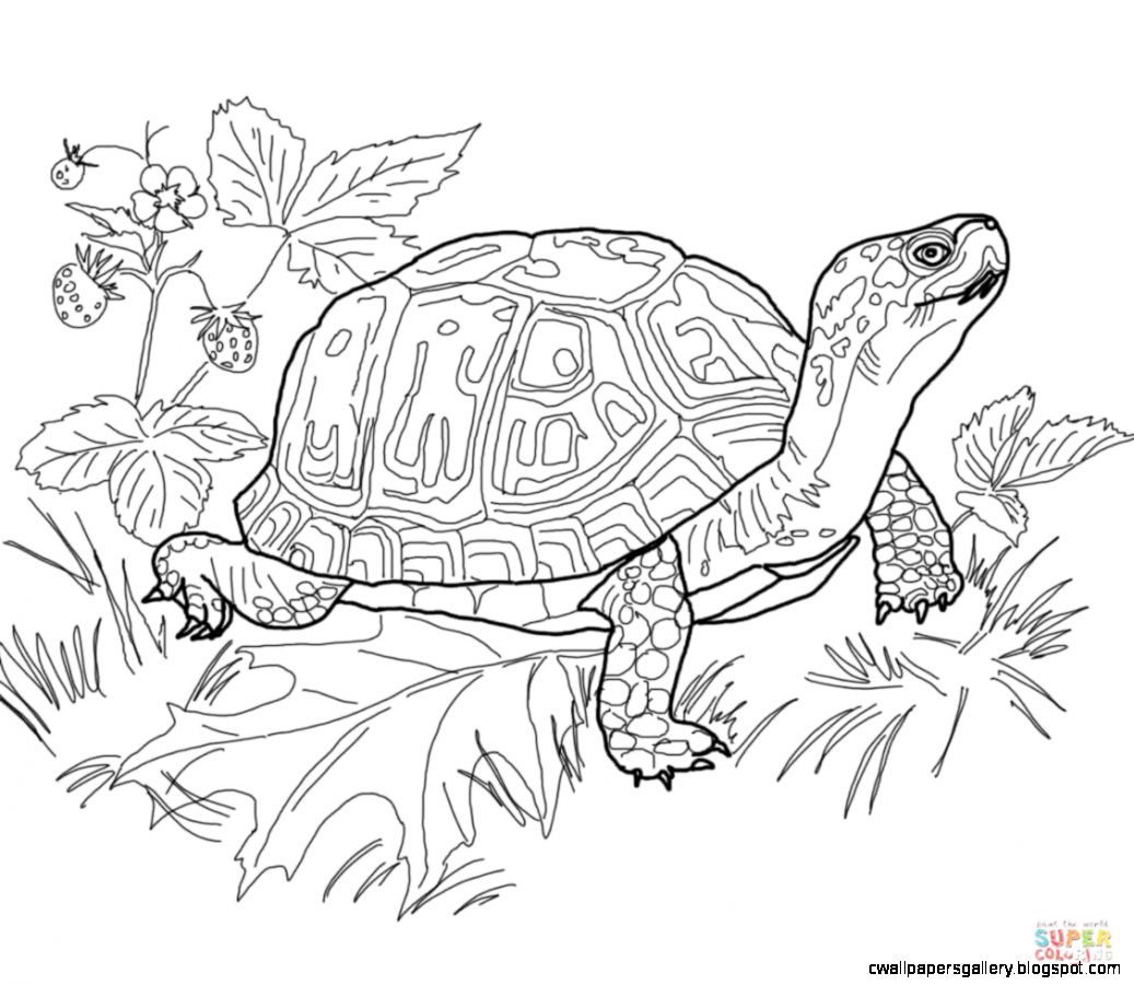 Box Turtle Drawing | Wallpapers Gallery