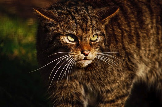 NatureWire: Tigers of the Highlands: The Race to Conserve the Scottish ...