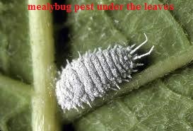 Easily Pests Control: Classification and Life Cycles of Pest Mealybug