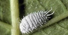 Easily Pests Control: Classification and Life Cycles of Pest Mealybug