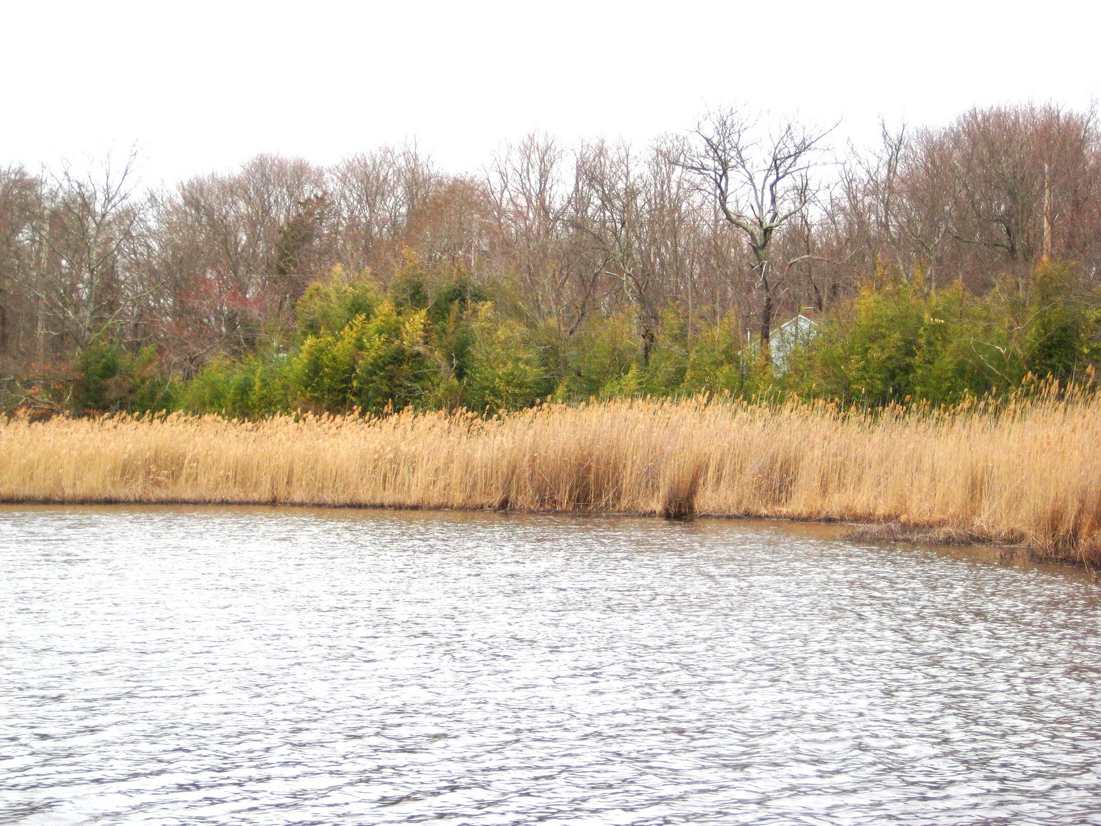 Long Island's Garden Girl ~: Bamboozled