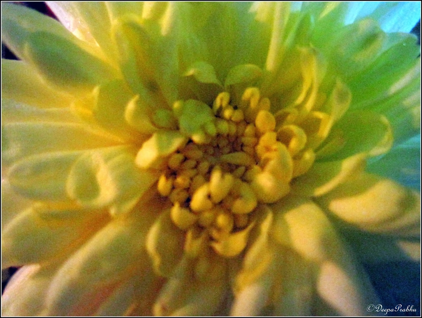 Photos of Shevanti and Aster flower / Chrysanthemums and Aster - Random ...