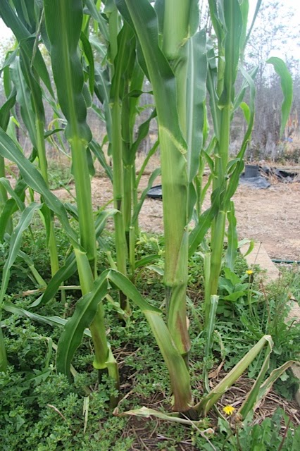 Mudflower: Corn update