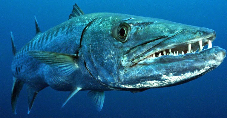 Under Water Animals: Barracuda