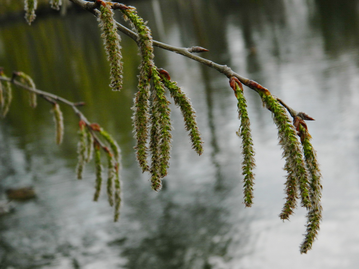 LA MULTI ANI, ROMANIA!: Pom inflorit cu matisori