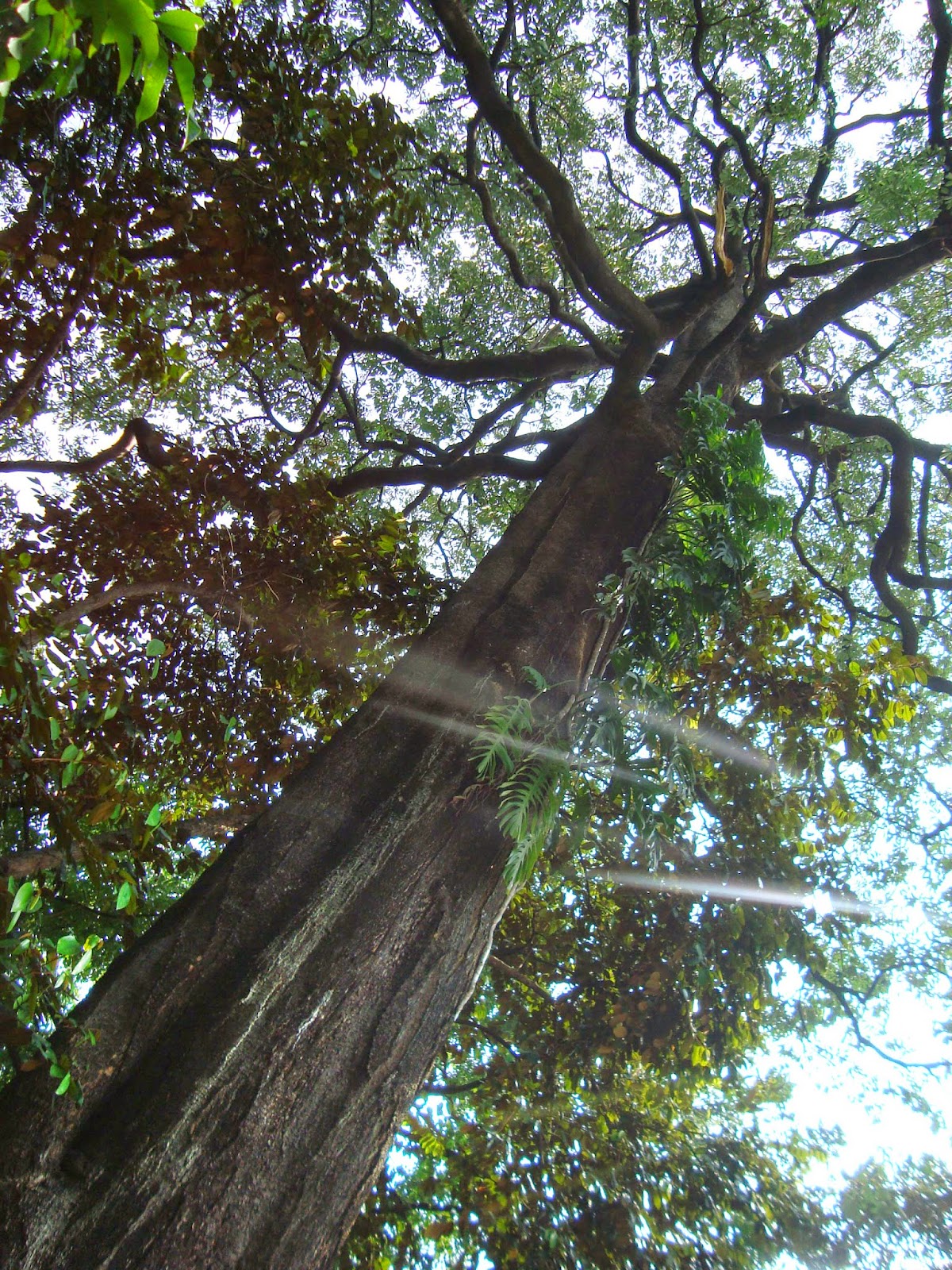 Living with Nature - School on Blog by Dr. Abercio V. Rotor: Dita, the ...