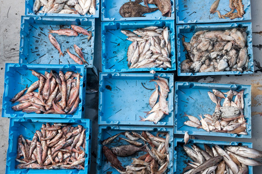 La pesca del Galan ~ Eder Pozo