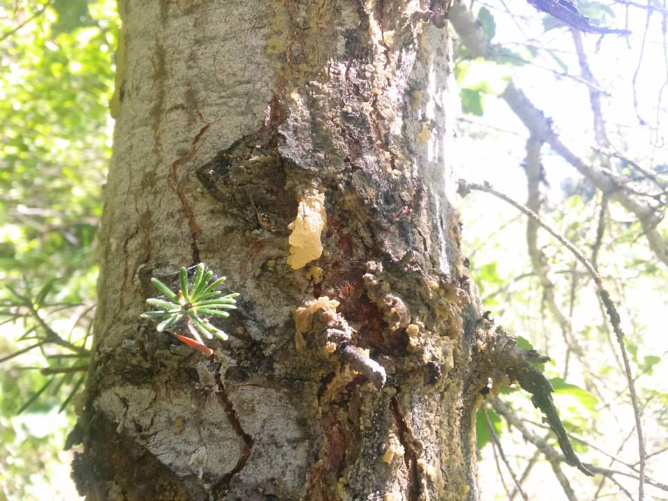 All is Safely Gathered In: Making glue out of pine tree sap and ash