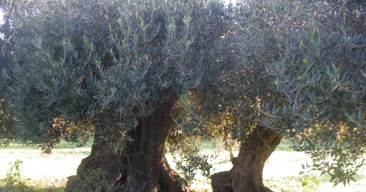 Trapani, una falce sul mare: La coltivazione dell'ulivo