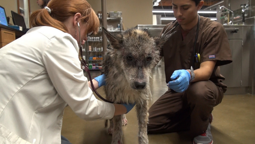 White Wolf : Lost in the streets of L.A., a very Sick and Disoriented ...
