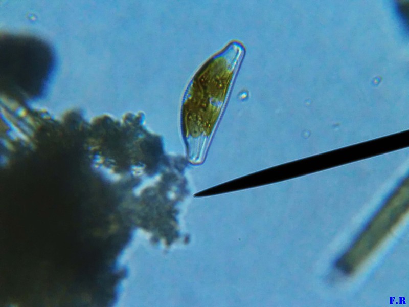 Microorganismo del agua.: DIATOMEA, CYMBELLA LANCEOLATA.