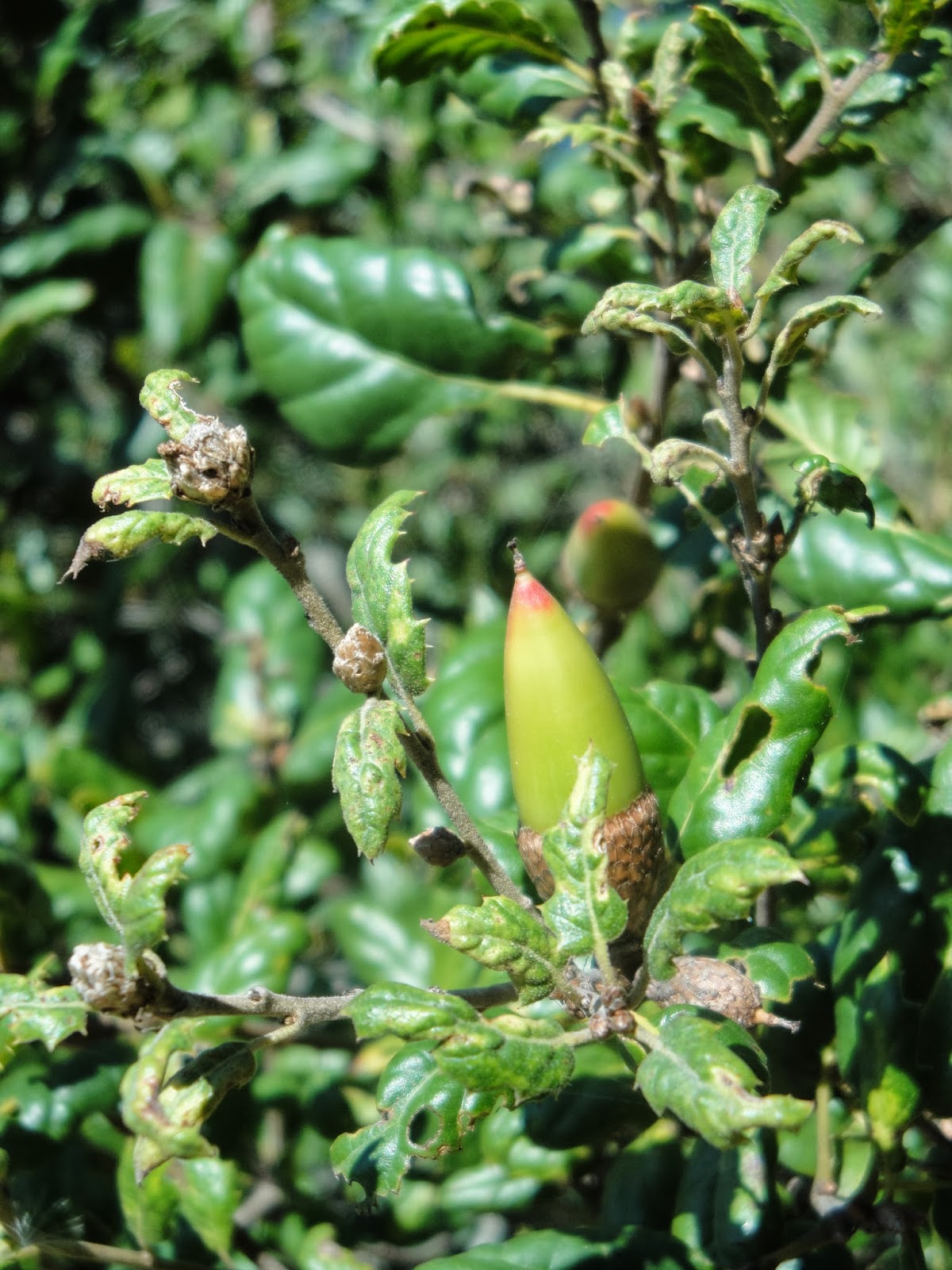 Pepperwood Field Notes: Phenology - Studying Plant and Animal Life Cycles